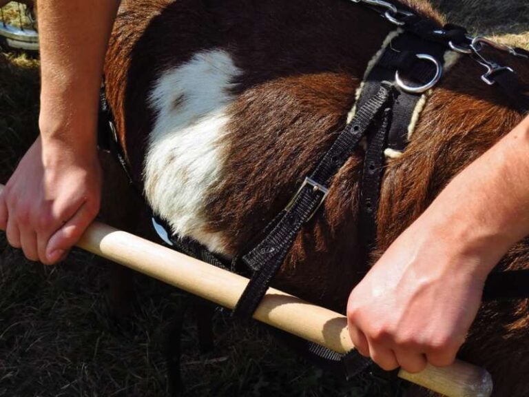 Working Goats: Putting the Cart before the Goat - The Thrifty Homesteader