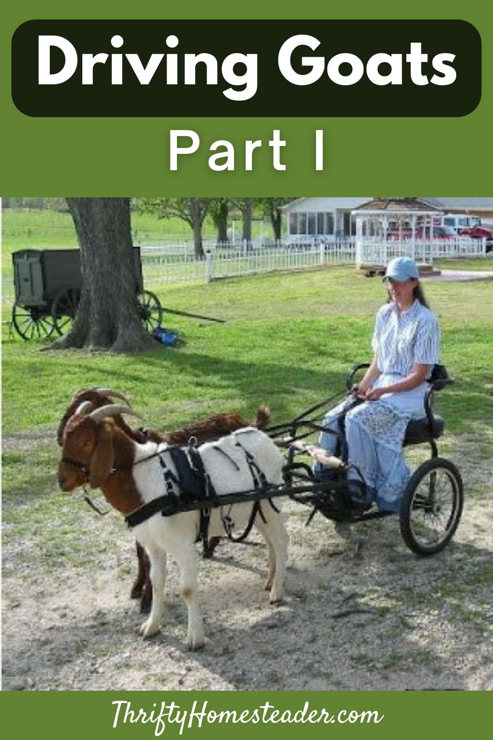 Working Goats: Your Journey Begins Here - The Thrifty Homesteader