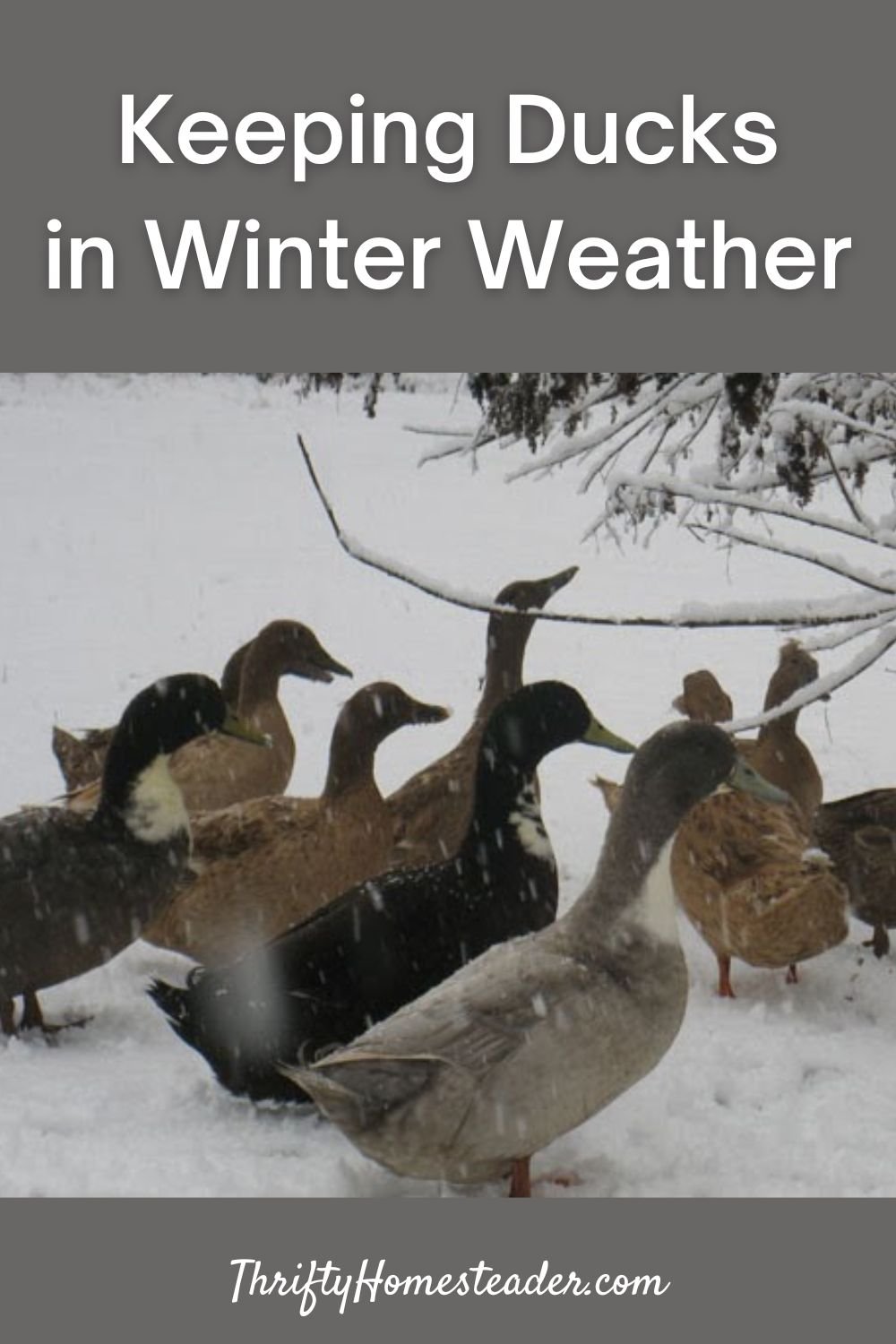 Cold Ducks: Keeping Ducks in Winter Weather