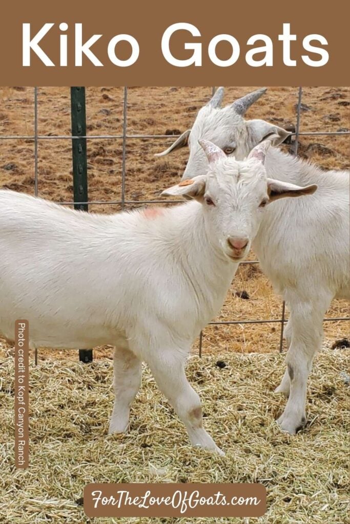Kiko Goats