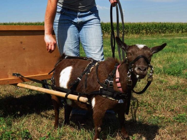 Working Goats: Putting the Cart before the Goat - The Thrifty Homesteader