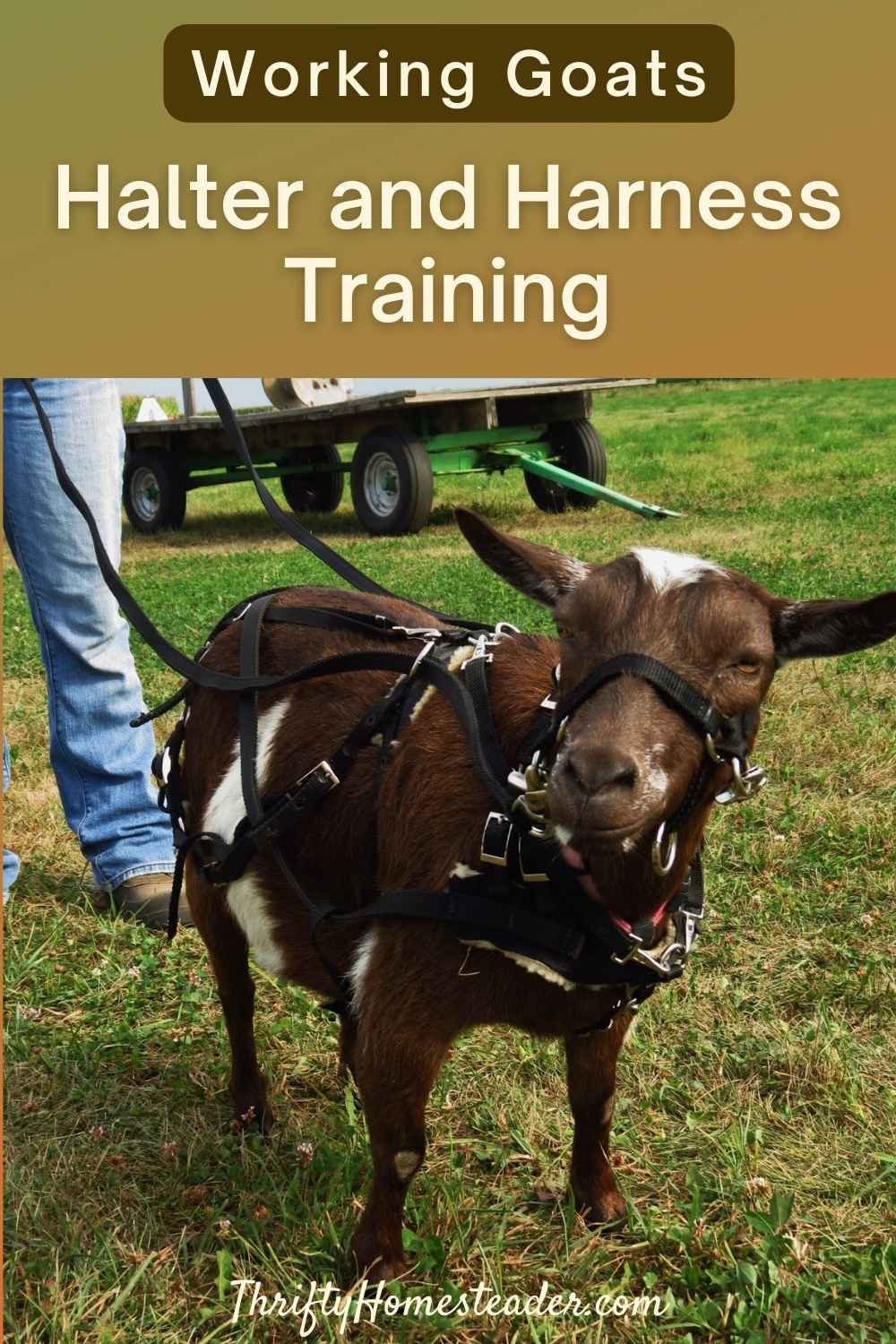 Working Goats: Beginning the Long Haul - The Thrifty Homesteader