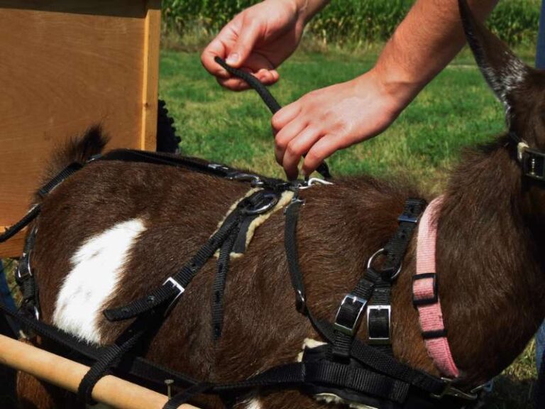 Working Goats: Putting the Cart before the Goat - The Thrifty Homesteader