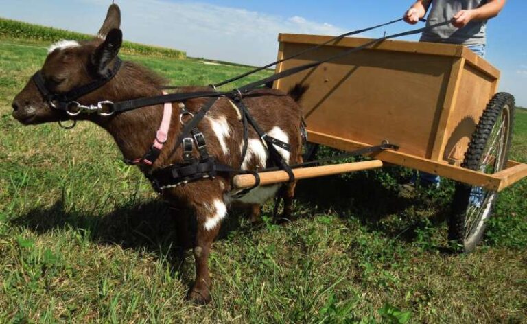 Working Goats: What Now? - The Thrifty Homesteader