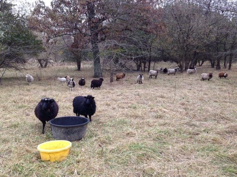 Sheep Guide for Beginners - The Thrifty Homesteader