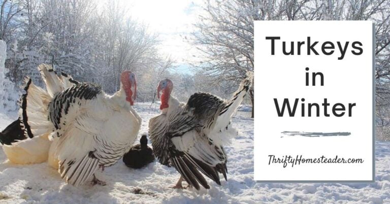 5 Tips for Turkeys in Cold Weather