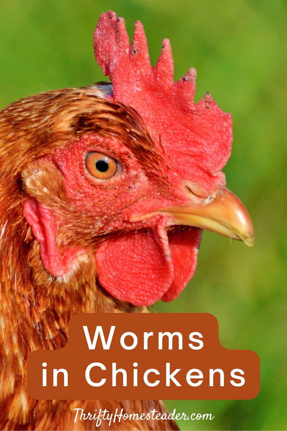 Worms in Chickens