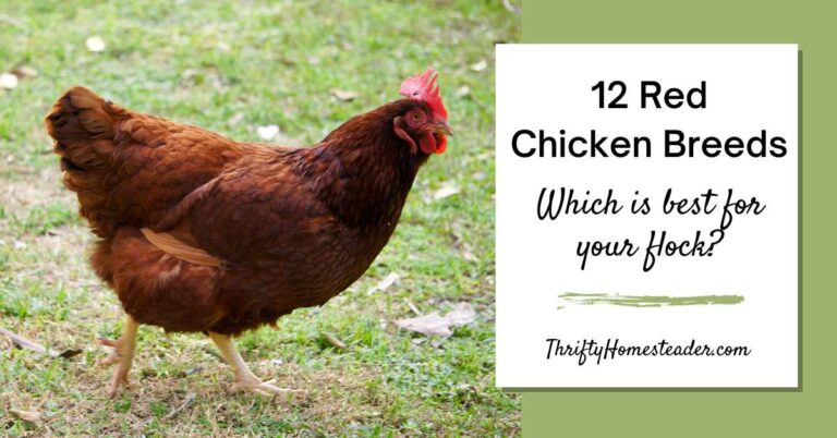 Ravishing Red Chicken Breeds For Your Backyard Coup