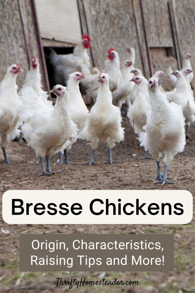 Bresse Chickens: Dual-Purpose Chicken with a Prestigious History