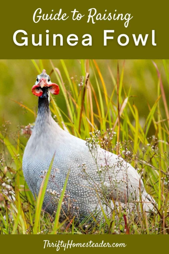 Guinea Fowl: Guide to Raising These Chatty Birds
