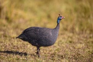 Guinea Fowl: Guide to Raising These Chatty Birds