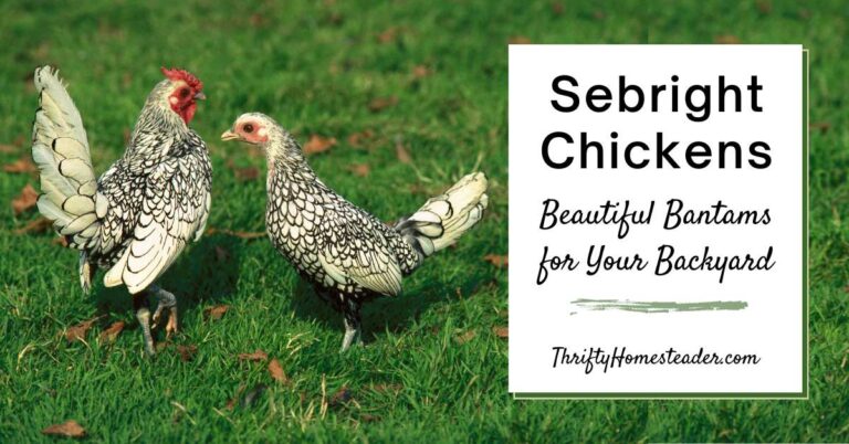 Sebright Chickens: Beautiful Bantams for Your Backyard