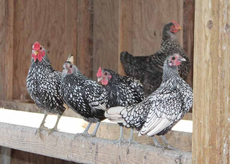 12+ Little Chickens for Your Backyard Flock
