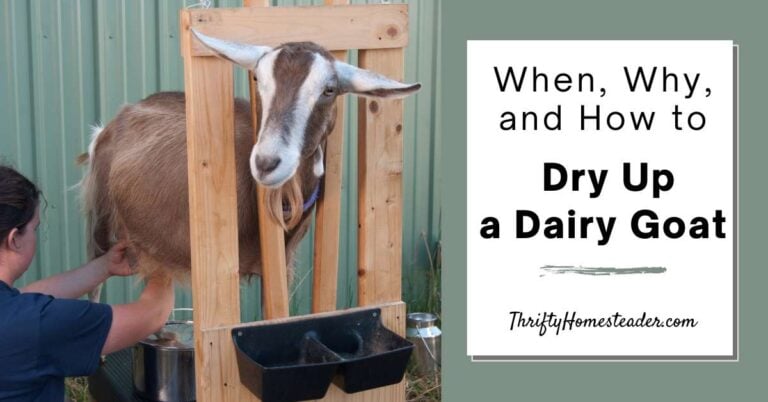 When, Why, and How to Dry Up a Dairy Goat