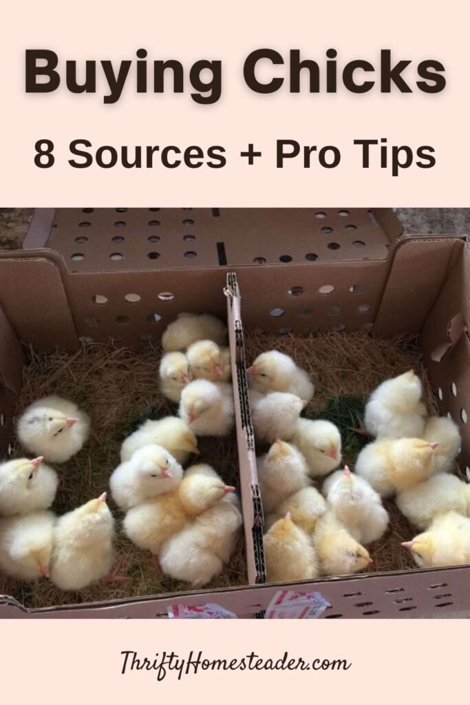 Buying Chicks: 8 Sources + Pro Tips!