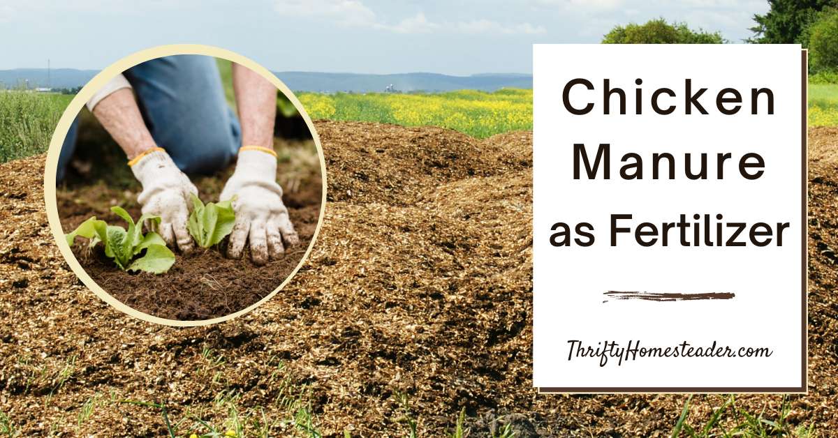 Manure Fertilizer Manure Fertilizer