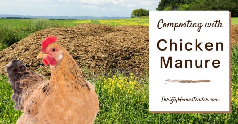 Composting with Chicken Manure: A Beginner's Guide