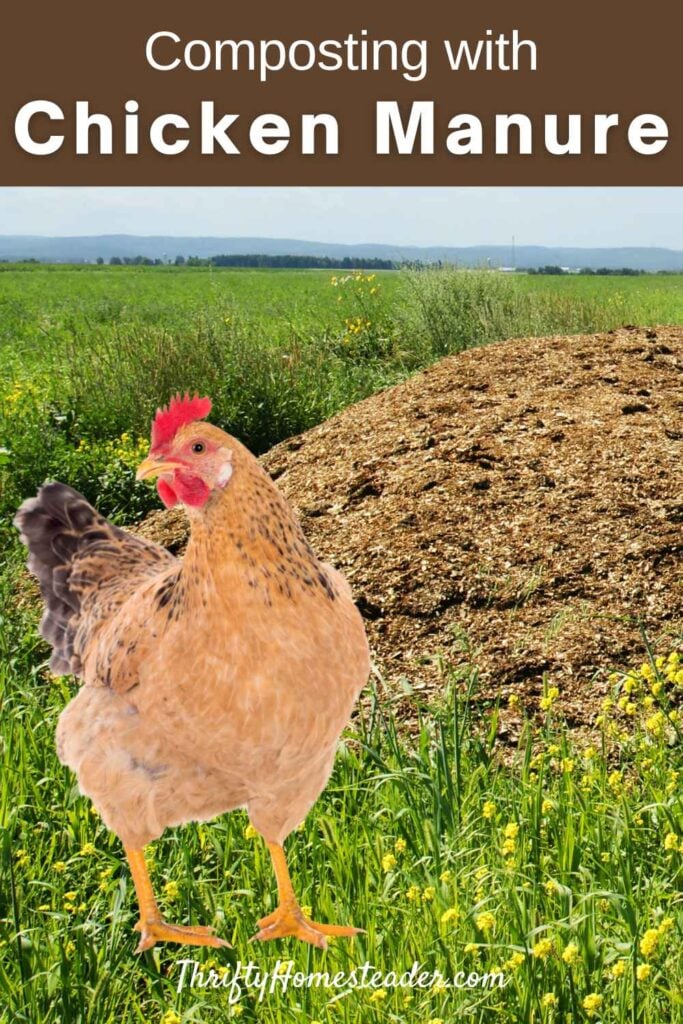 Composting with Chicken Manure: A Beginner's Guide