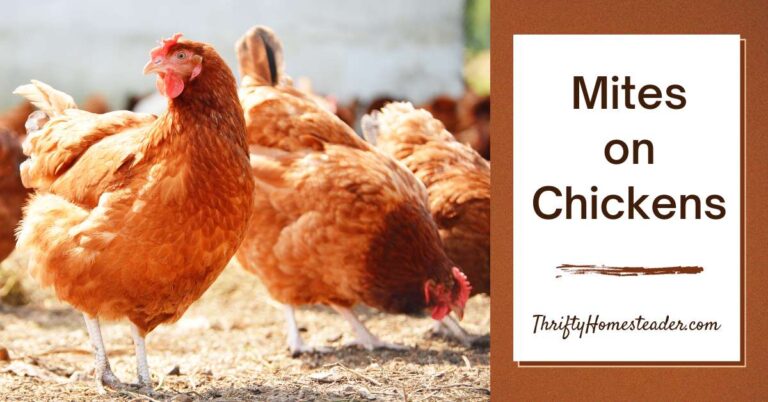 Mites on Chickens - What to Know!