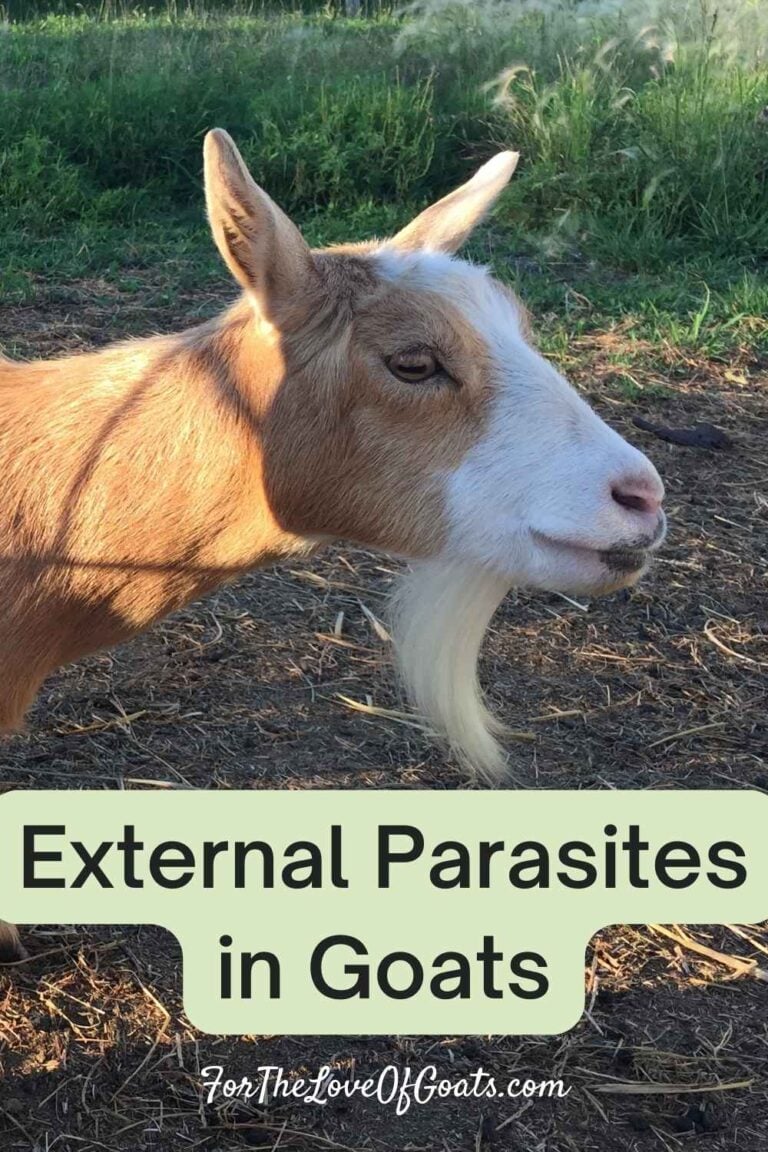 External Parasites in Goats