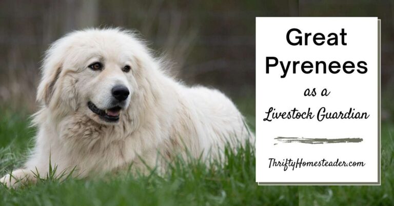 Great Pyrenees as a Livestock Guardian