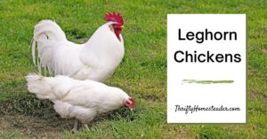 Raising Leghorn Chickens: Guide for Beginners