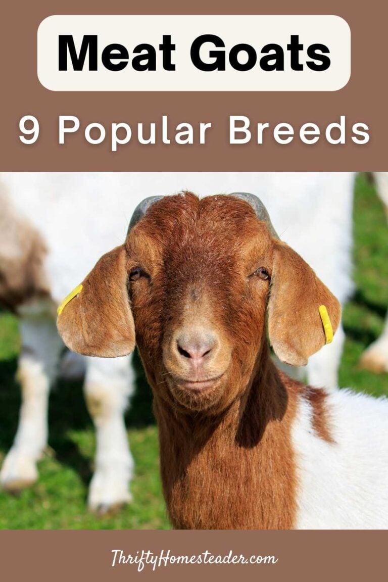 Meat Goats: 9 Popular Breeds