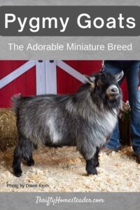 Pygmy Goats: The Adorable Miniature Breed