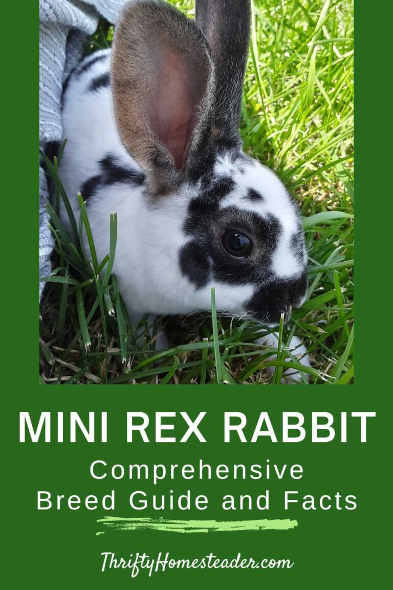 Mini Rex Rabbit: Comprehensive Breed Guide and Facts