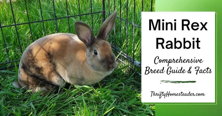 Mini Rex Rabbit: Comprehensive Breed Guide and Facts