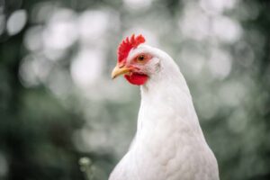 Raising Leghorn Chickens: Guide for Beginners