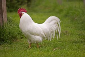 All White Chicken Breeds To Add To Your Flock