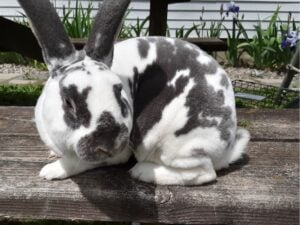 Mini Rex Rabbit: Comprehensive Breed Guide and Facts