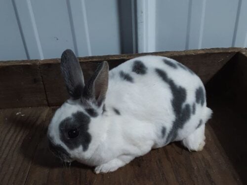 Mini Rex Rabbit: Comprehensive Breed Guide and Facts