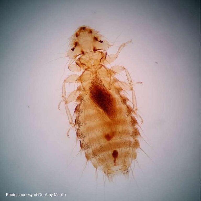 Chicken Lice: Expert Tips for Identification and Management