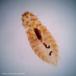 Chicken Lice: Expert Tips for Identification and Management