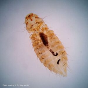 Chicken Lice: Expert Tips for Identification and Management