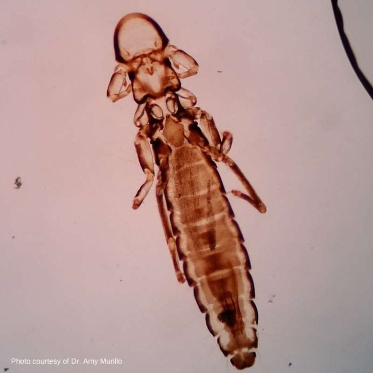 Chicken Lice: Expert Tips for Identification and Management