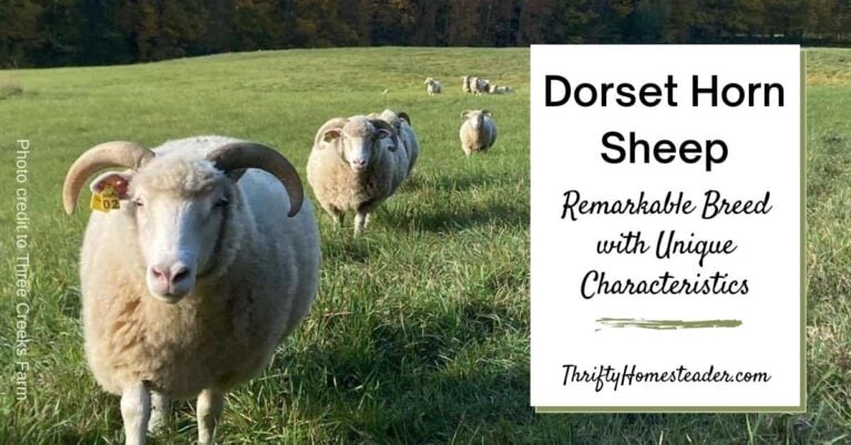 Dorset Horn Sheep: Remarkable Breed with Unique Characteristics