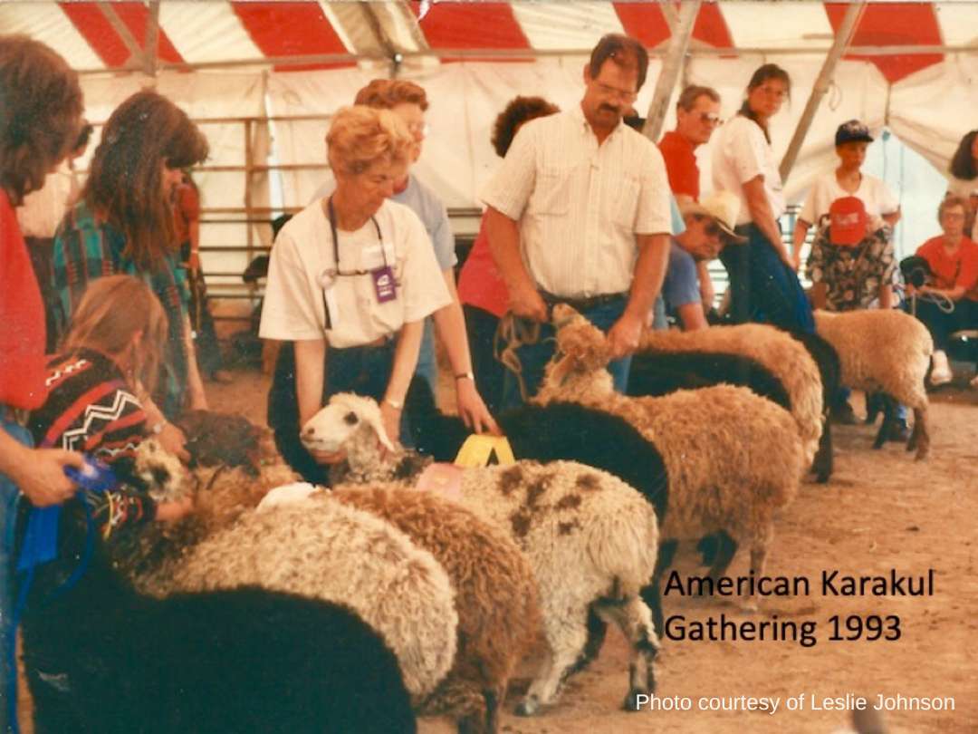 American Karakul Sheep: A Unique Heritage Breed