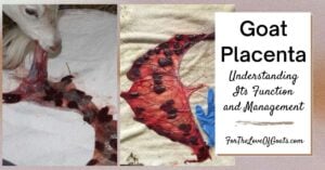 Goat Placenta: Understanding Its Function and Management