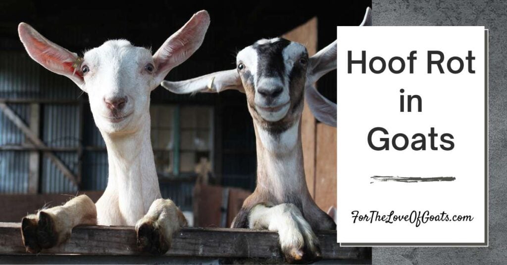 Hoof Rot in Goats