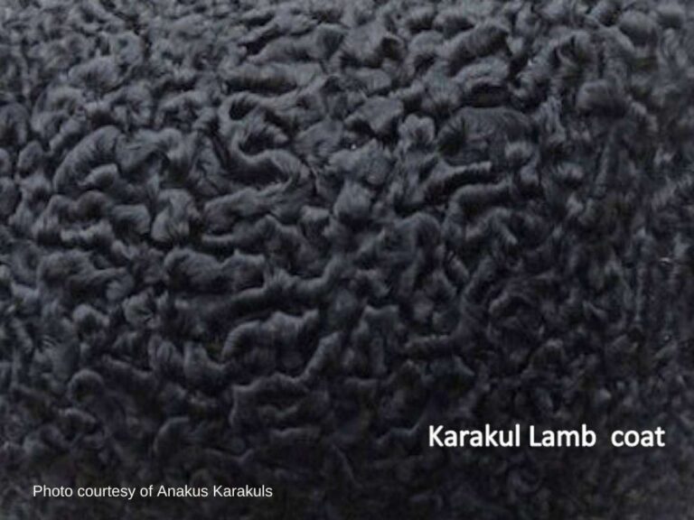 American Karakul Sheep: A Unique Heritage Breed