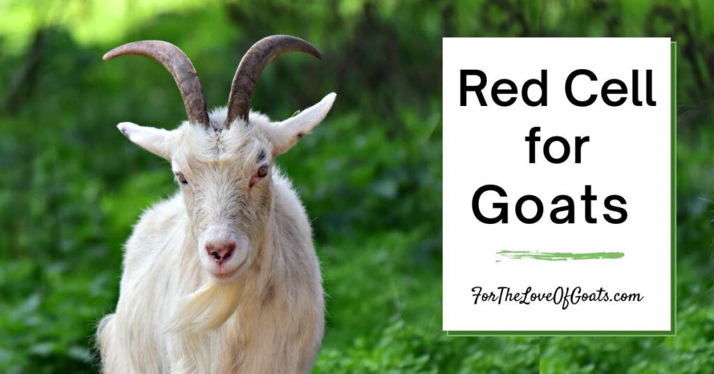 Red Cell for Goats: Study Examines Its Effectiveness