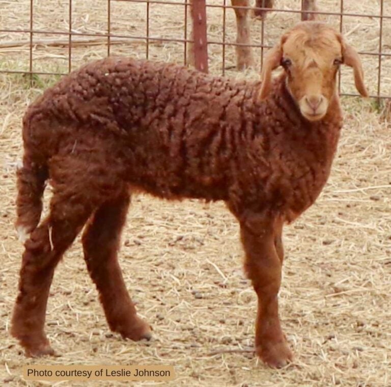 American Karakul Sheep: A Unique Heritage Breed