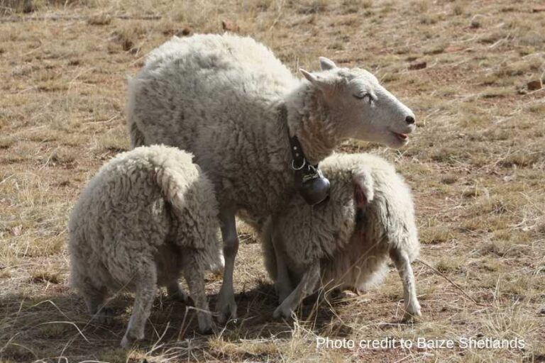 Shetland Sheep: The Ideal Breed for Your Homestead