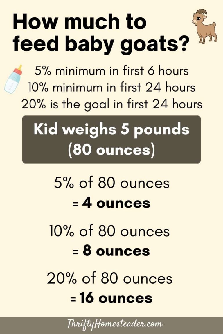 Basics of Bottle Feeding Goat Kids