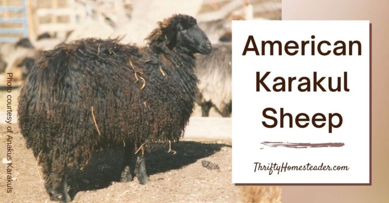 American Karakul Sheep: A Unique Heritage Breed