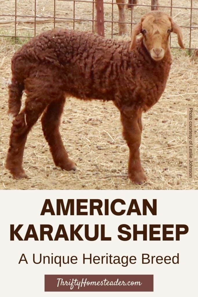 American Karakul Sheep: A Unique Heritage Breed