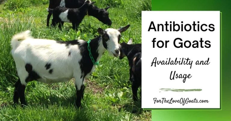 Antibiotics for Goats: Availability and Usage